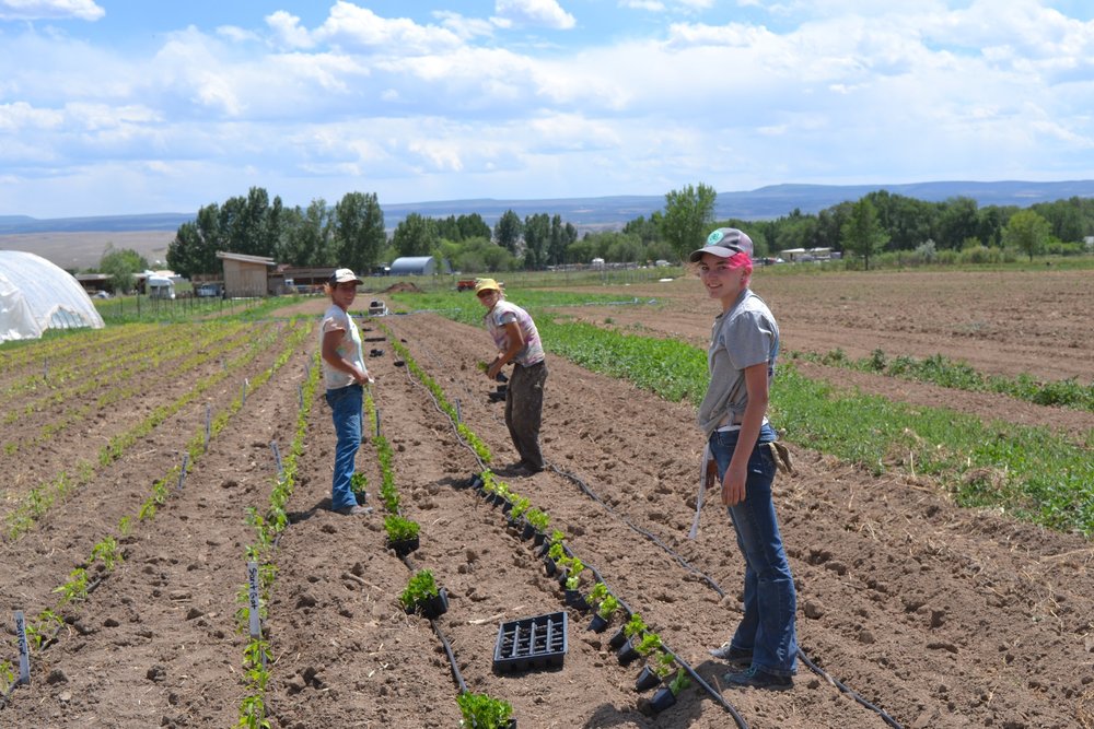 Art on the Farm — Elsewhere Studios