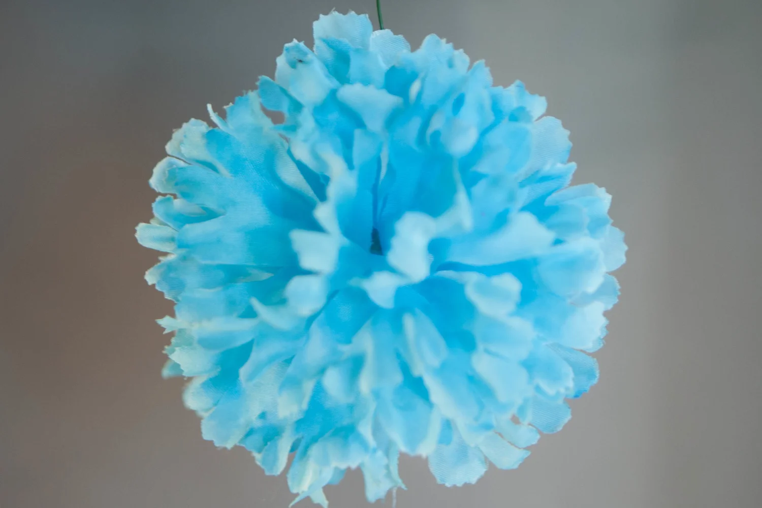 Light Blue Carnations
