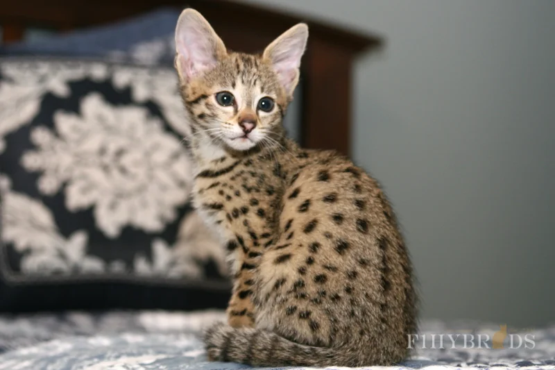 F2 Savannah Cat Pictures