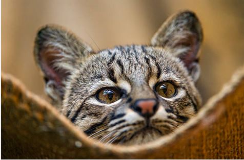What is a Safari Cat?