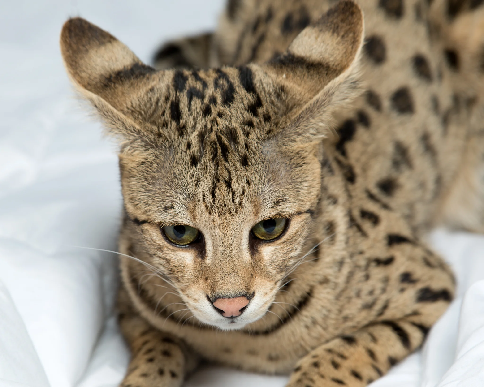 F1 Savannah Cat Pictures