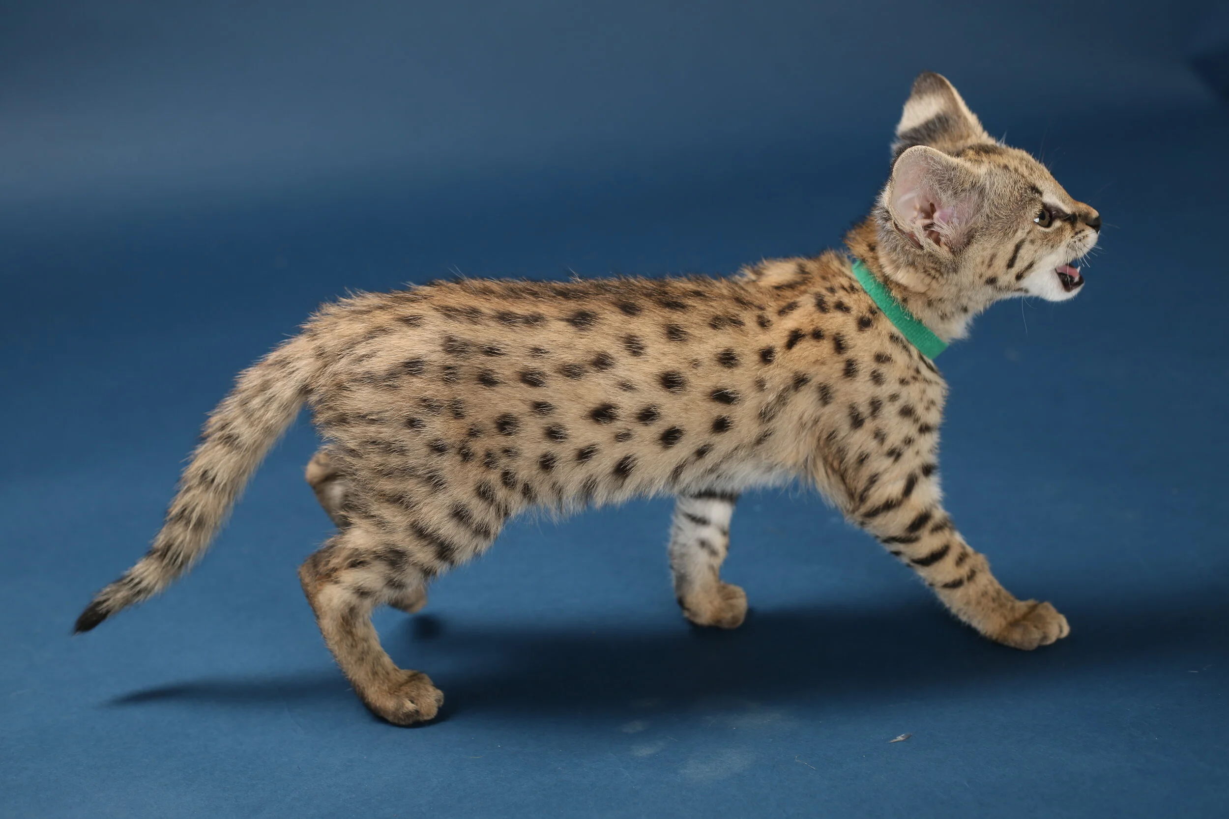 F1 — Savannah Kittens For Sale