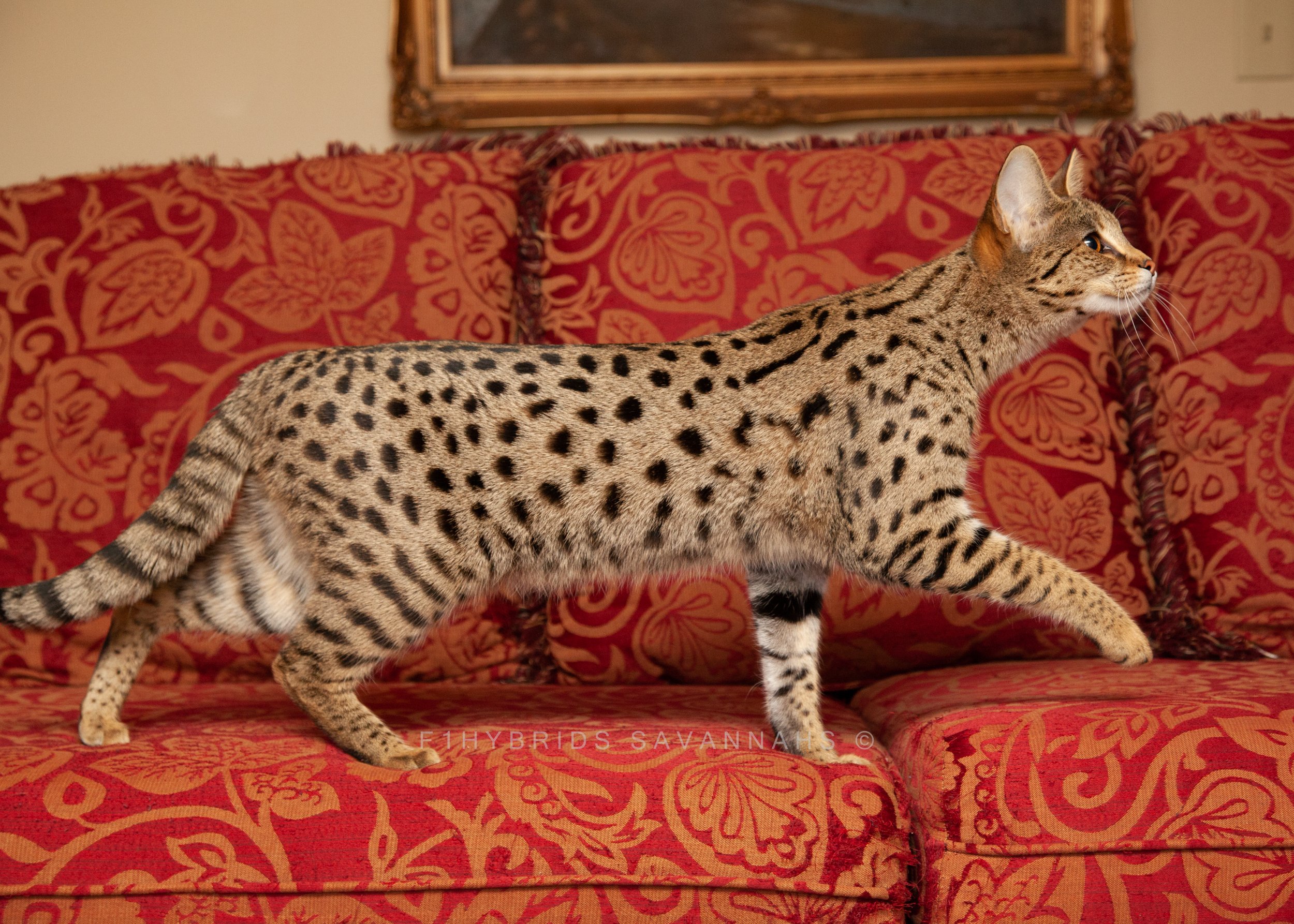 Zenyatta - F1 Savannah Cat