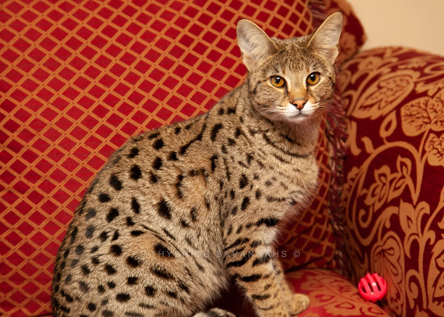 Zenyatta - F1 Savannah Cat