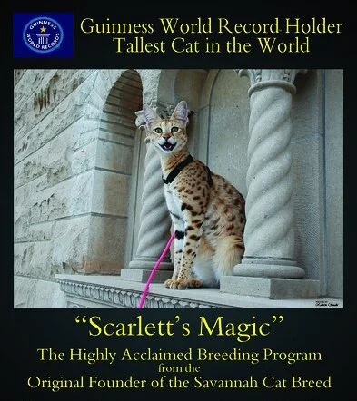 Savannah Cat Size