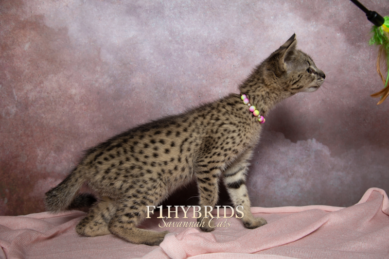F2 Savannah Kitten, Zahara