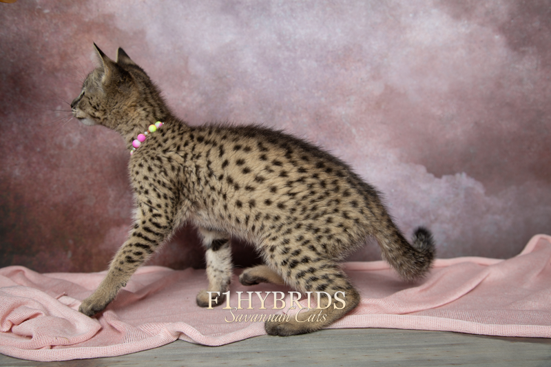 F2 Savannah Kitten, Zahara