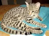 What is a Safari Cat?