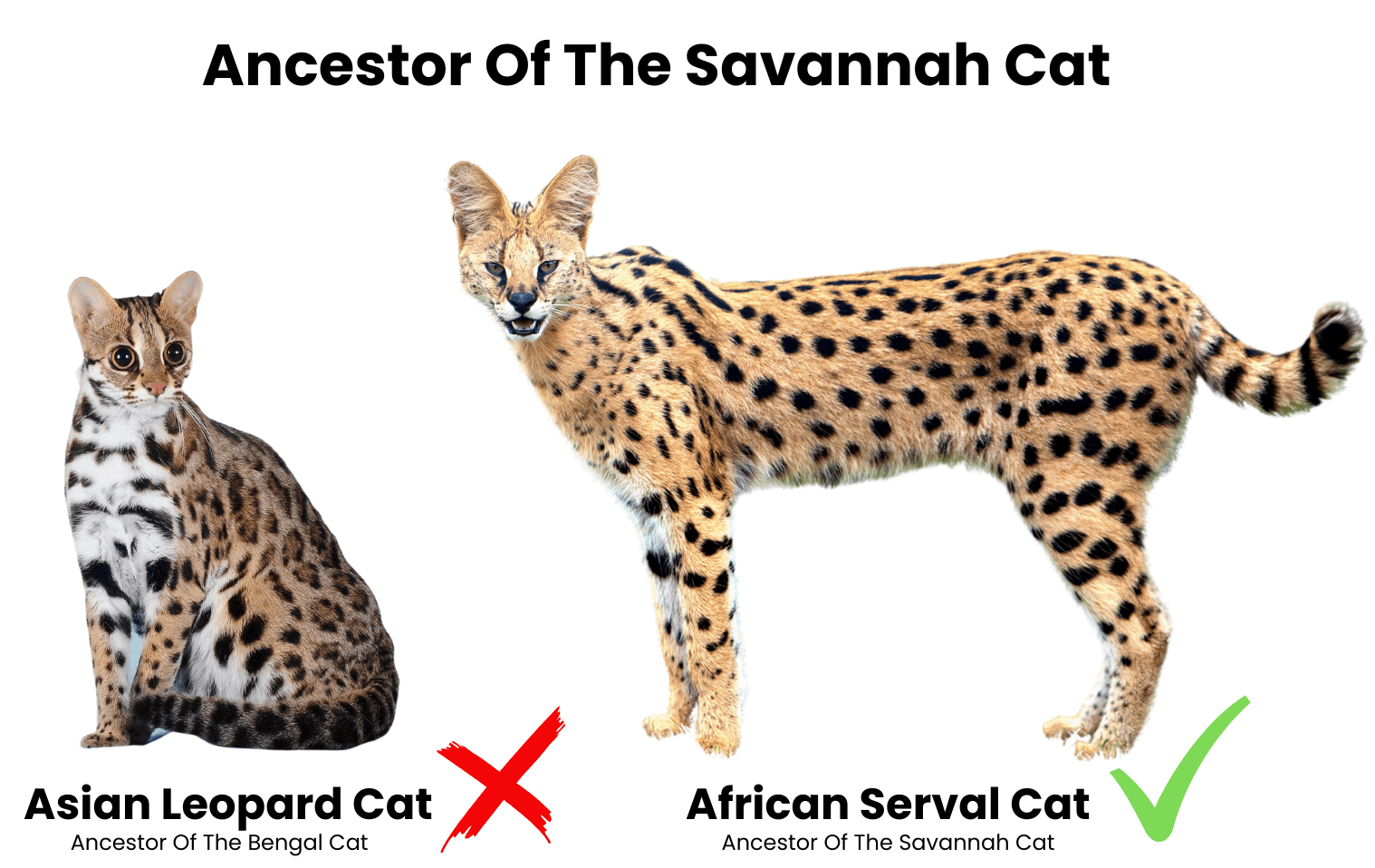 Savannah Kittens For Sale, Family Friendly 20+lbs