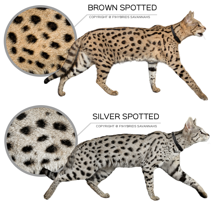 Savannah Cat Patterns