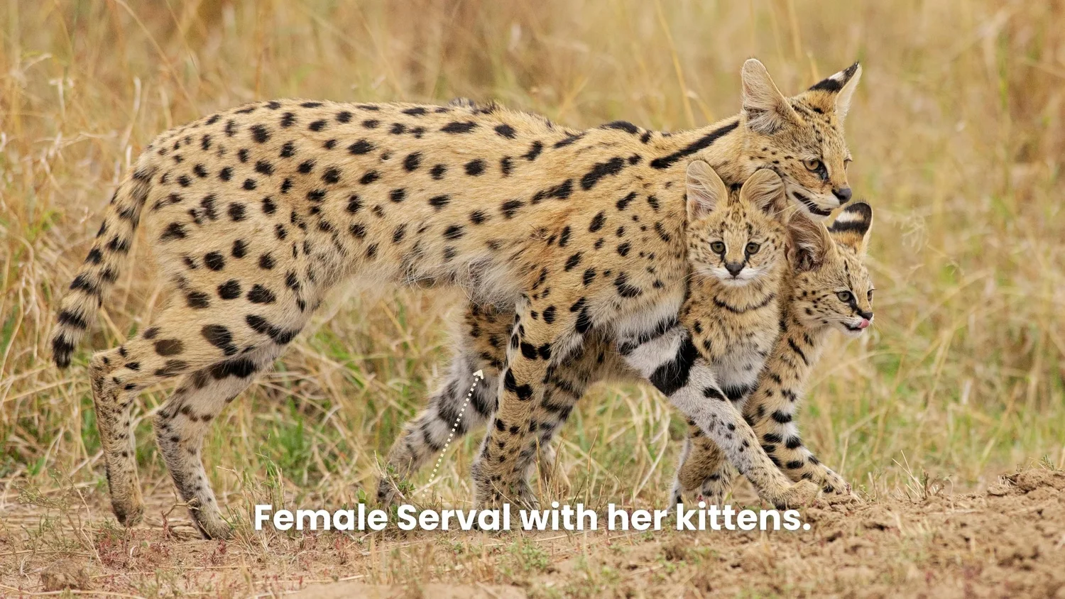 Savannah Cat | Size,Diet,Personality,Price