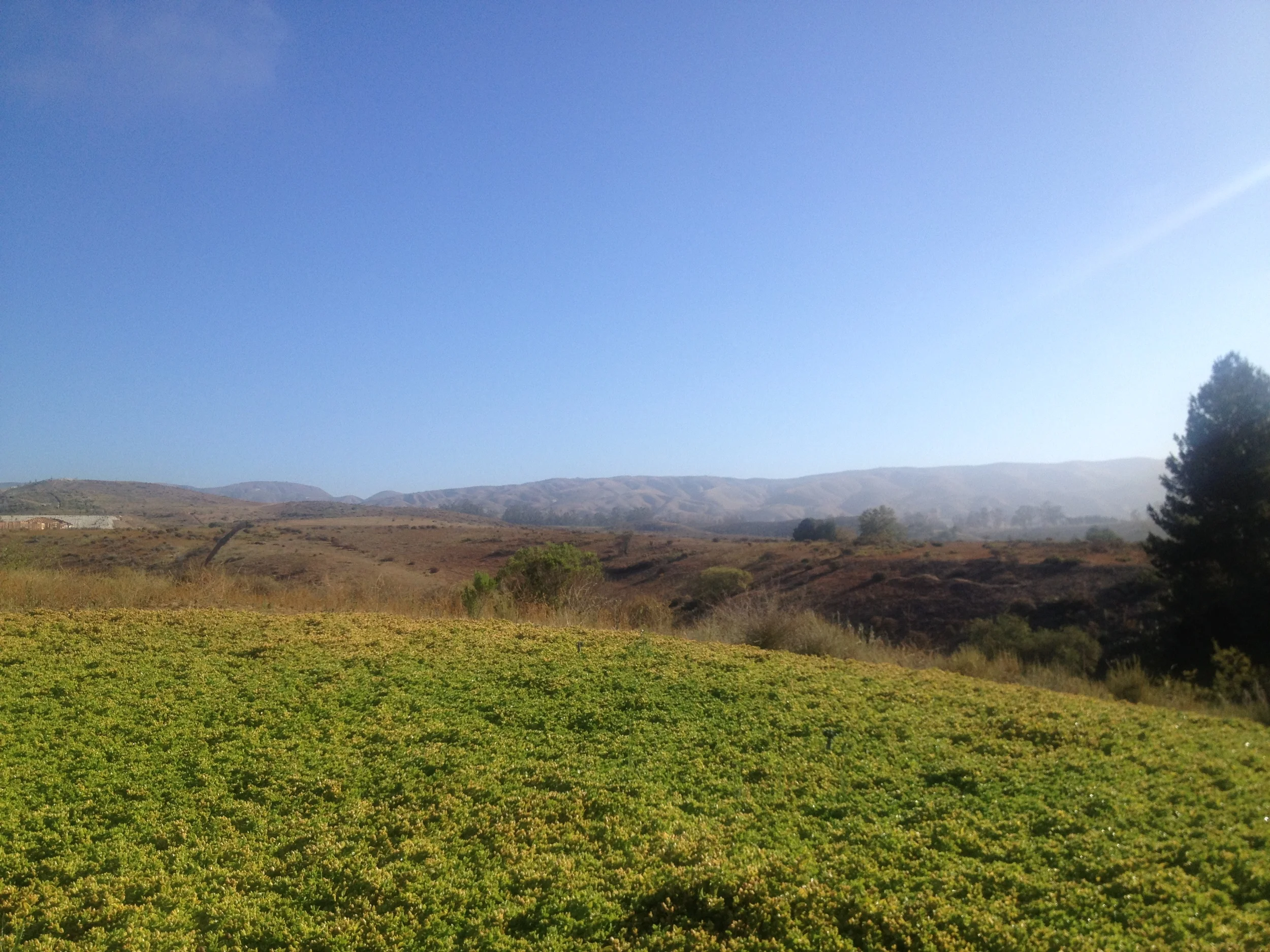 Moorpark Mammoth Run