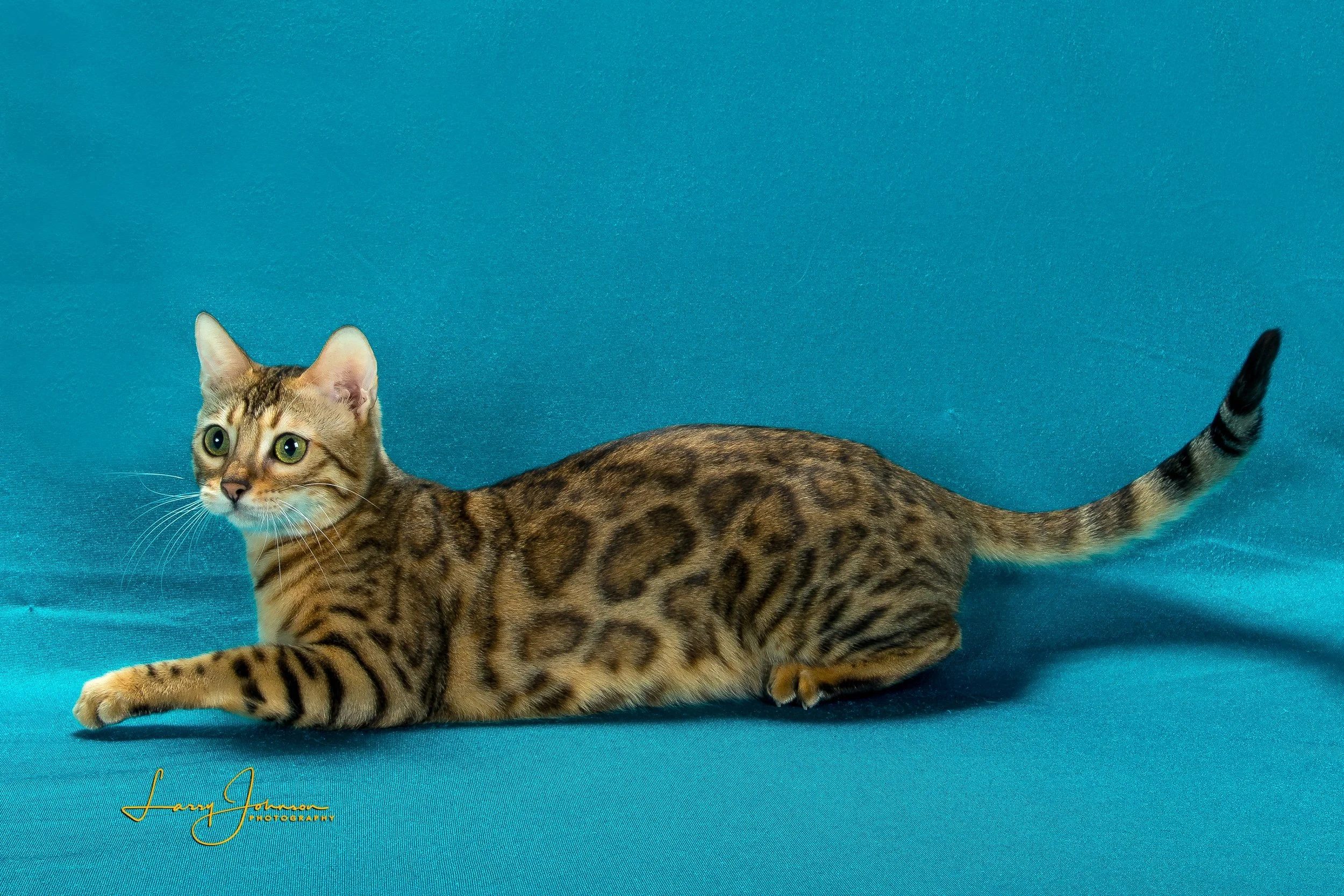 About A-Kerr's Bengals — A-Kerr's Bengal Cats