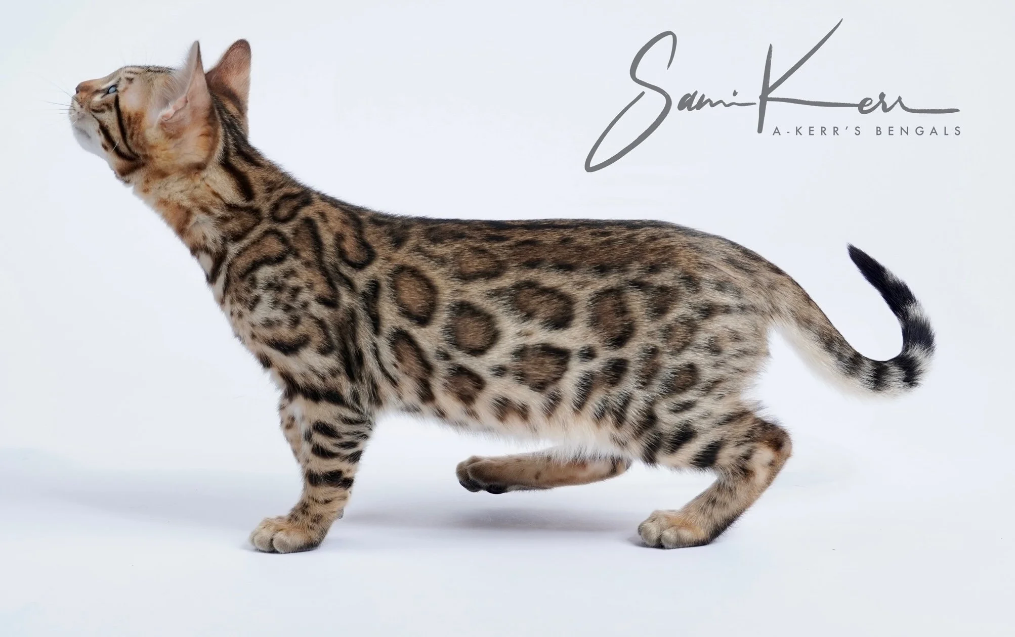 A-Kerr's Norman F. Rockwell — A-Kerr's Bengal Cats