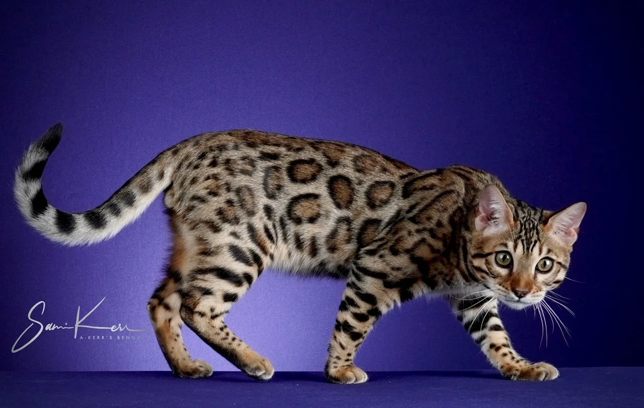 A-Kerr's Norman F. Rockwell — A-Kerr's Bengal Cats