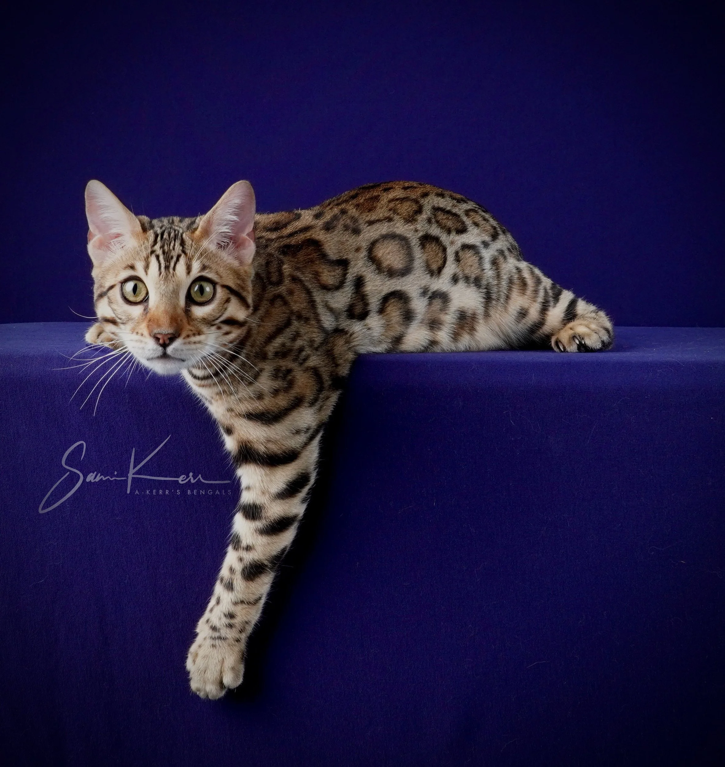 A-Kerr's Norman F. Rockwell — A-Kerr's Bengal Cats