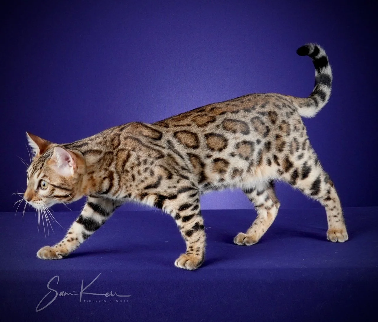 A-Kerr's Norman F. Rockwell — A-Kerr's Bengal Cats