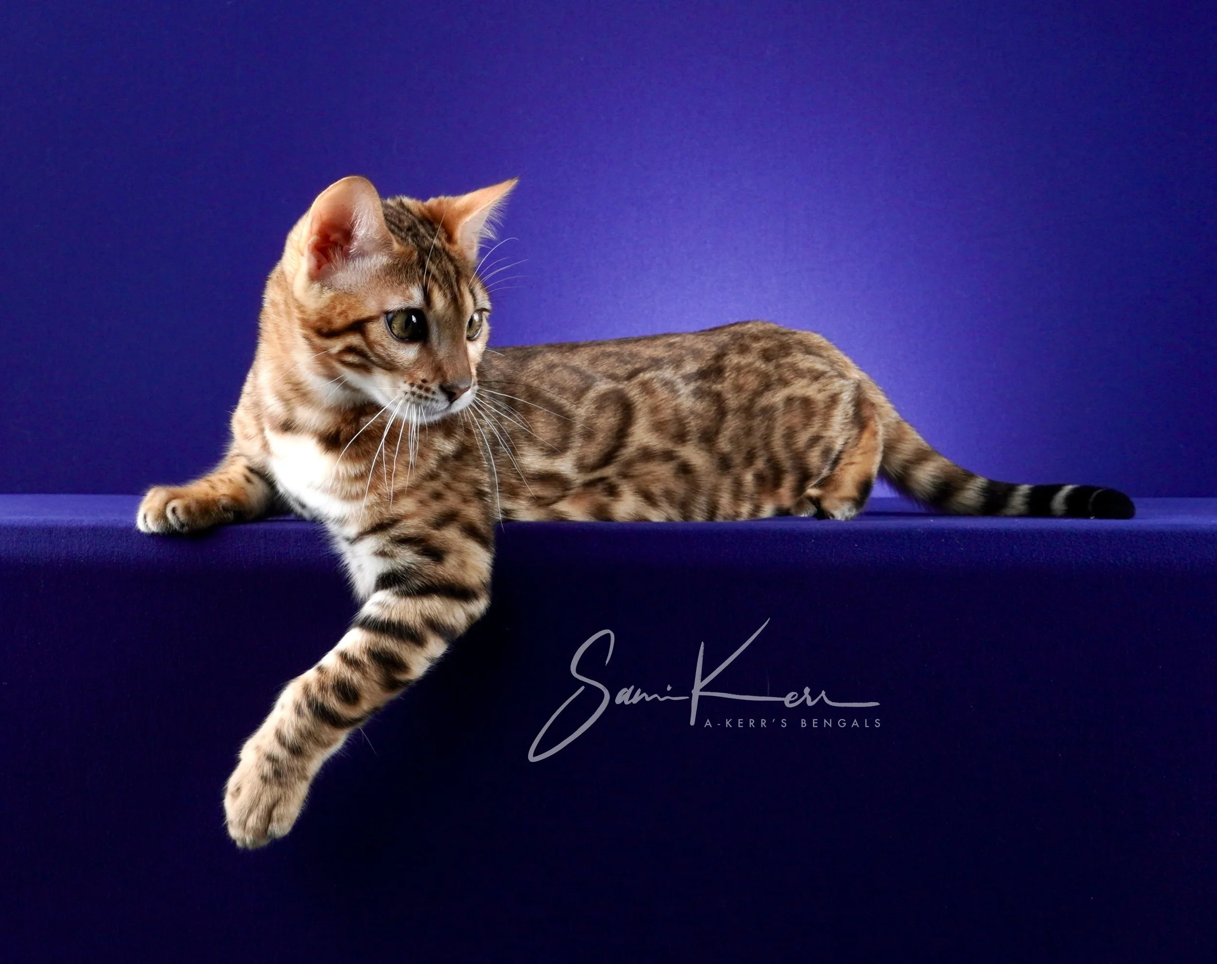 A-Kerr's Tuck Everlasting — A-Kerr's Bengal Cats