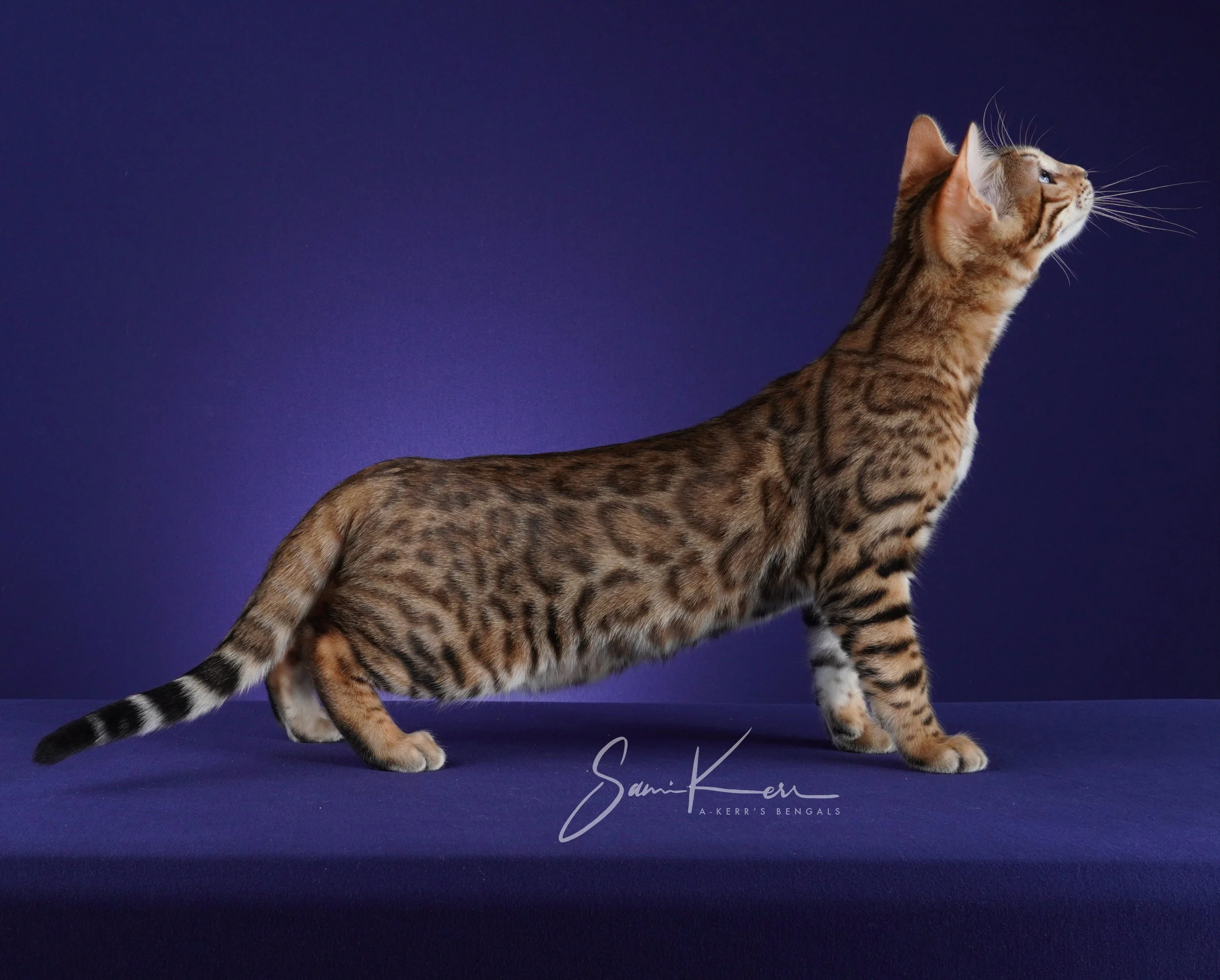 A-Kerr's Tuck Everlasting — A-Kerr's Bengal Cats