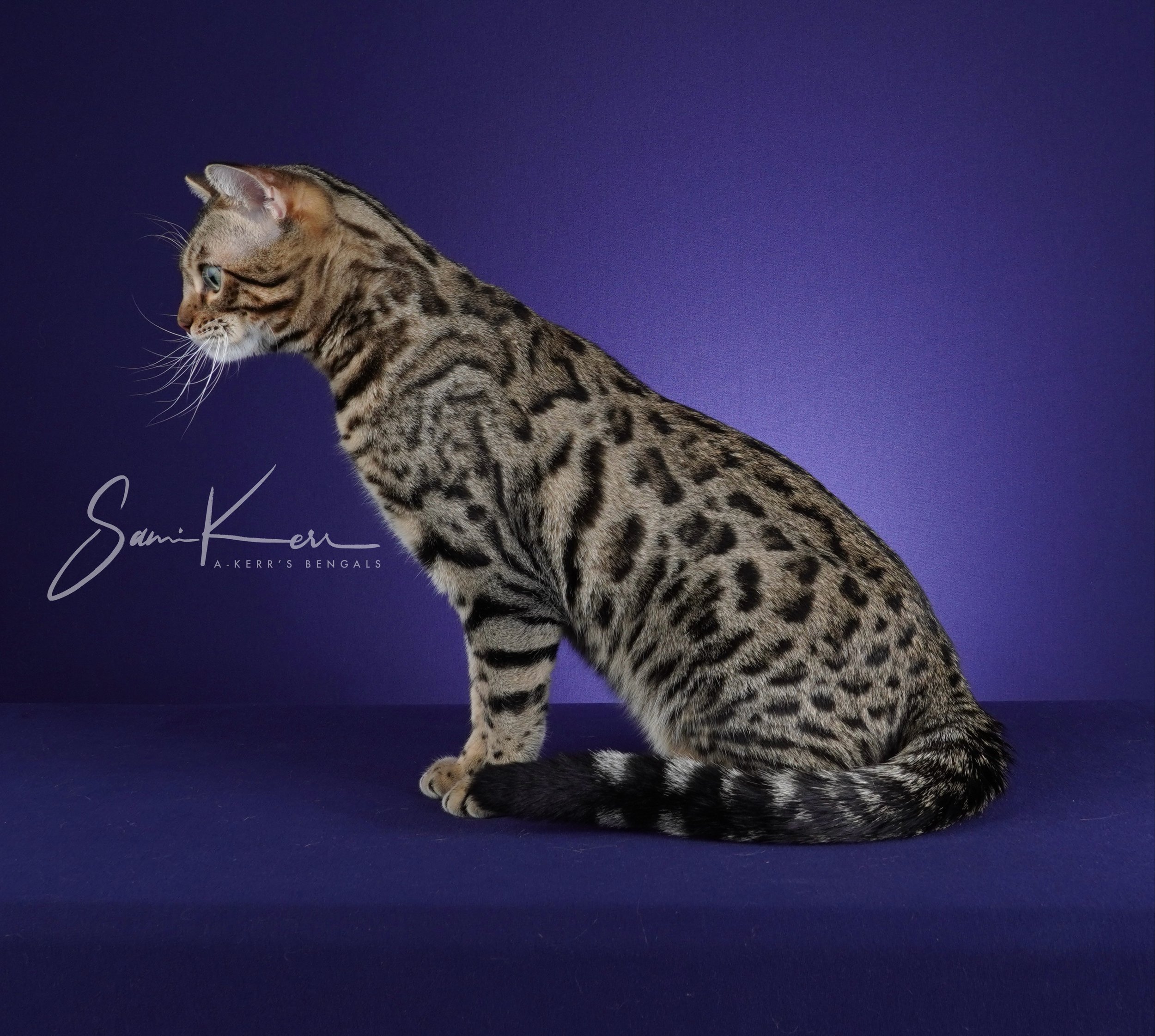 Introduction To Our Studs — A-Kerr's Bengal Cats