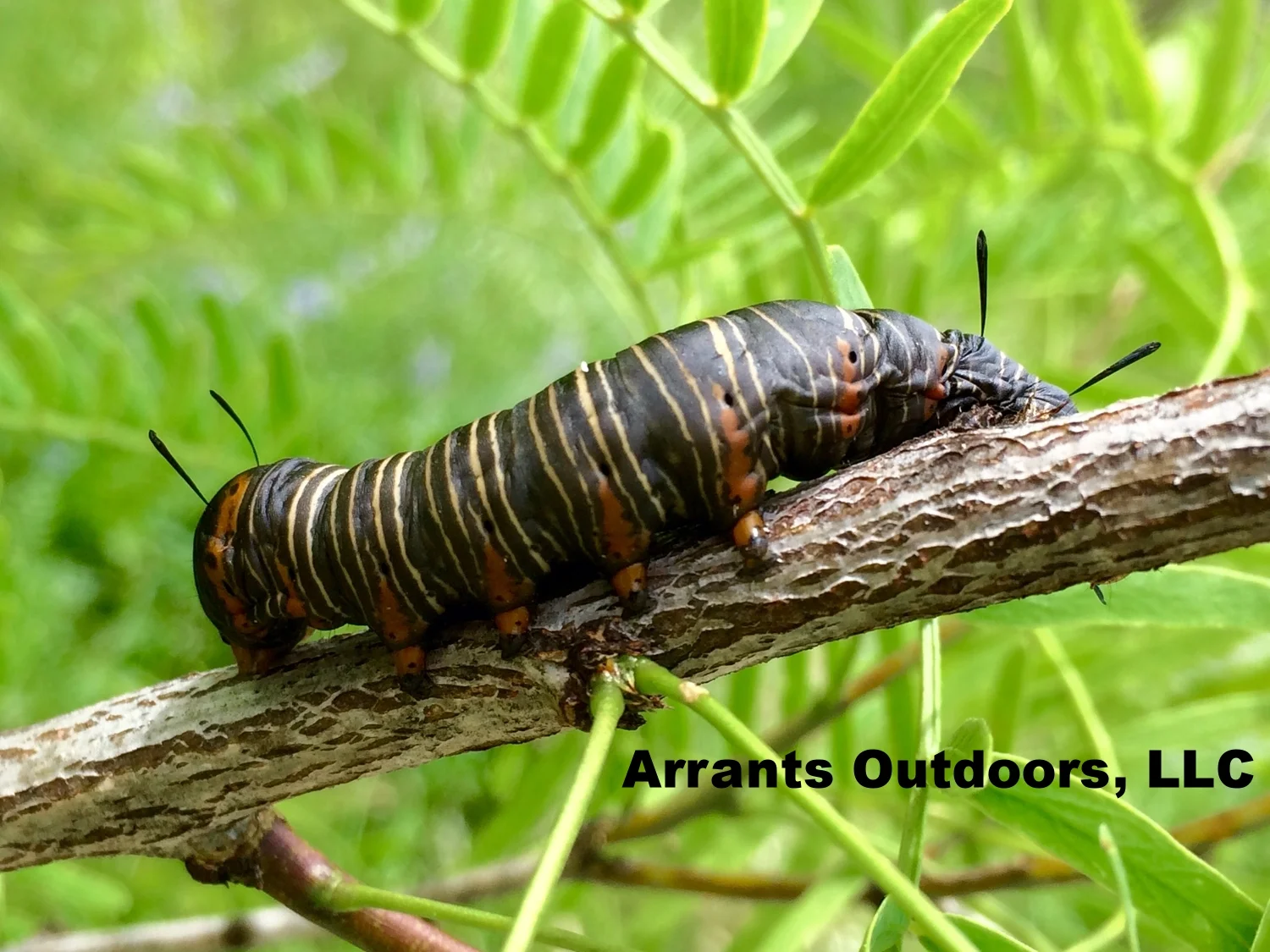 Common and Not-So-Common Lepidoptera at the Park — Arrants Outdoors, LLC