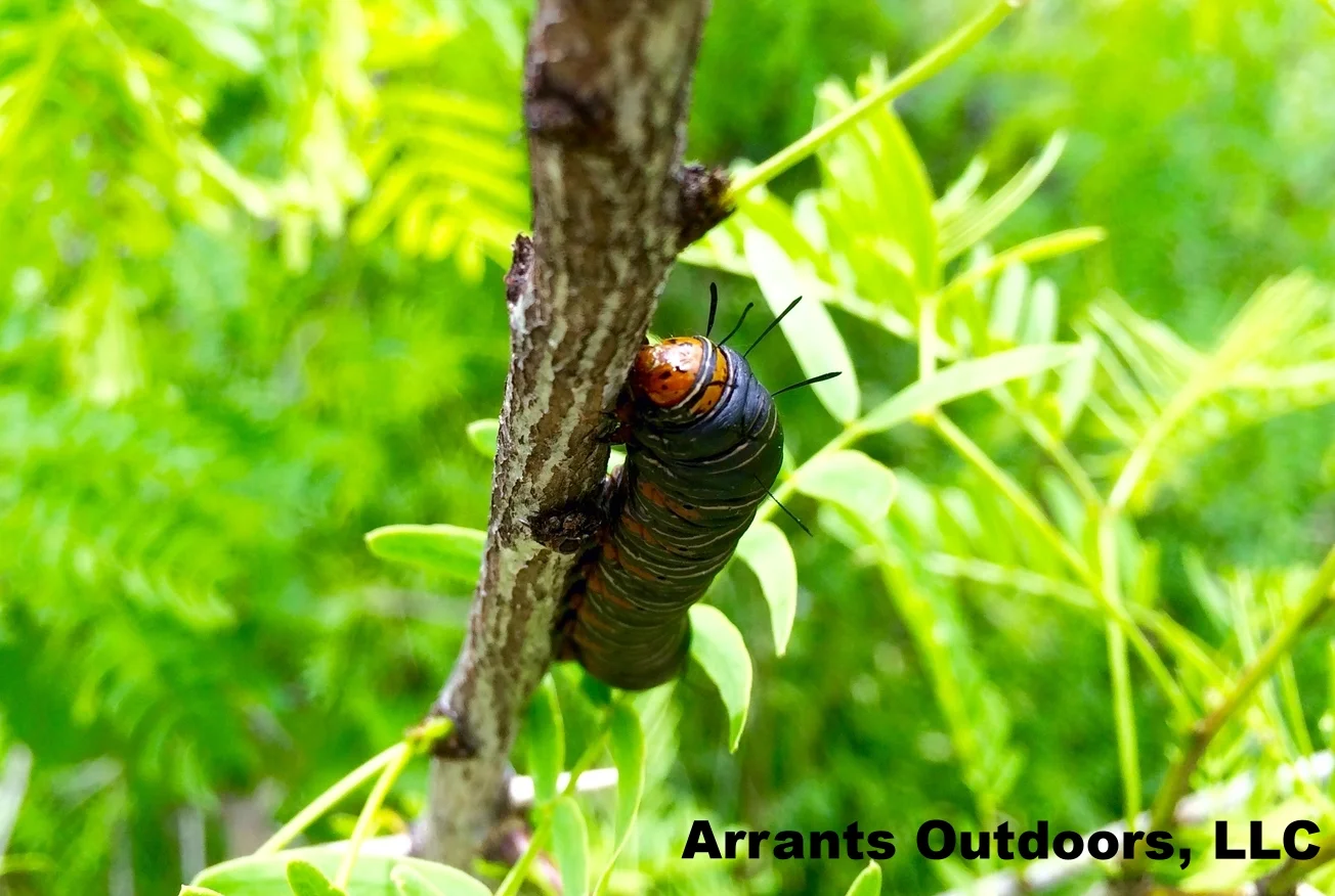 Common and Not-So-Common Lepidoptera at the Park — Arrants Outdoors, LLC