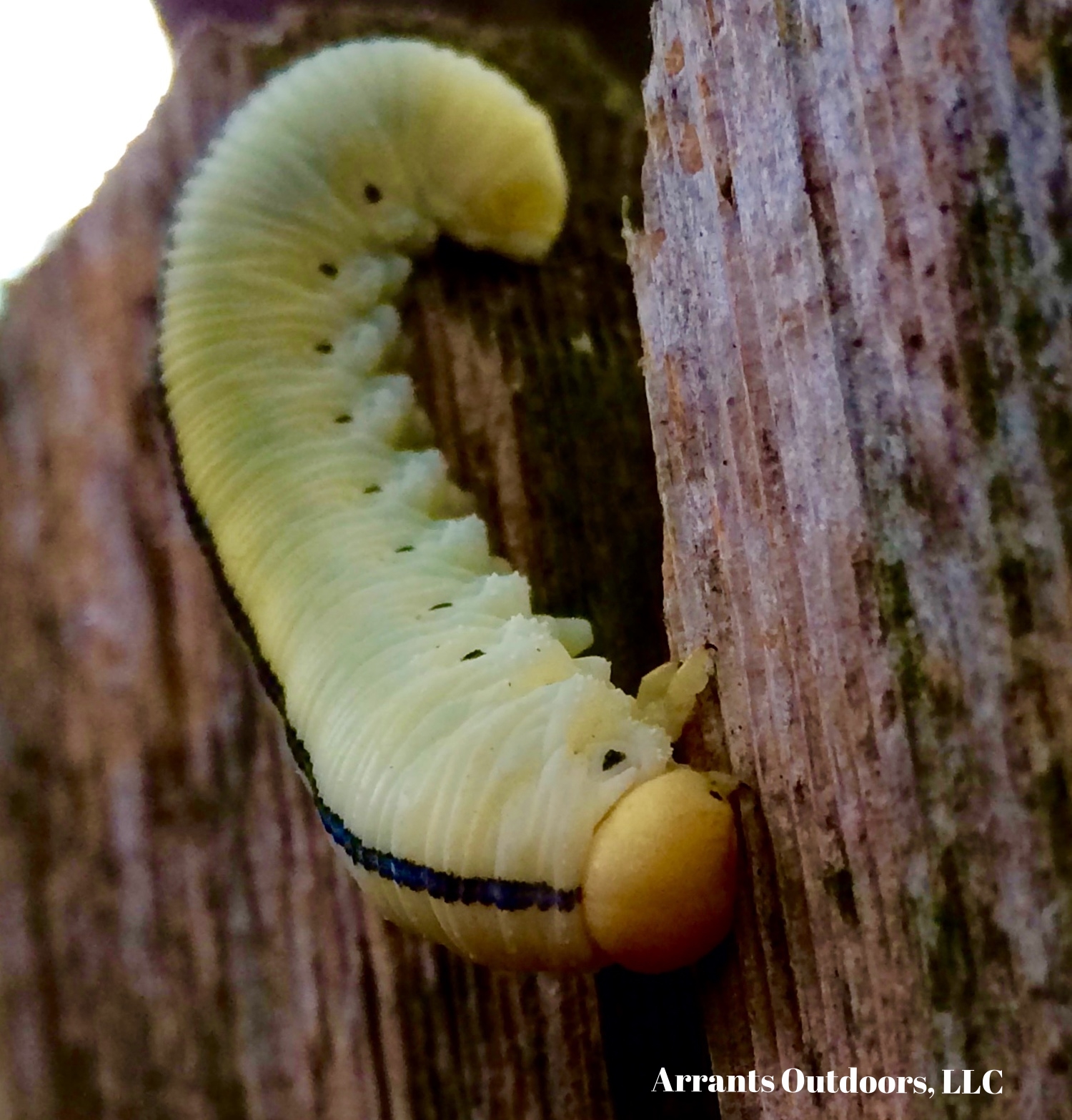 Wait... That's Not A Caterpillar — Arrants Outdoors, LLC