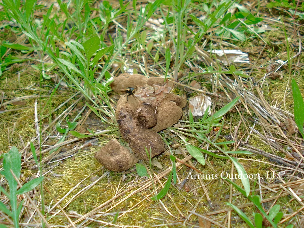 Mountain Lion Poop