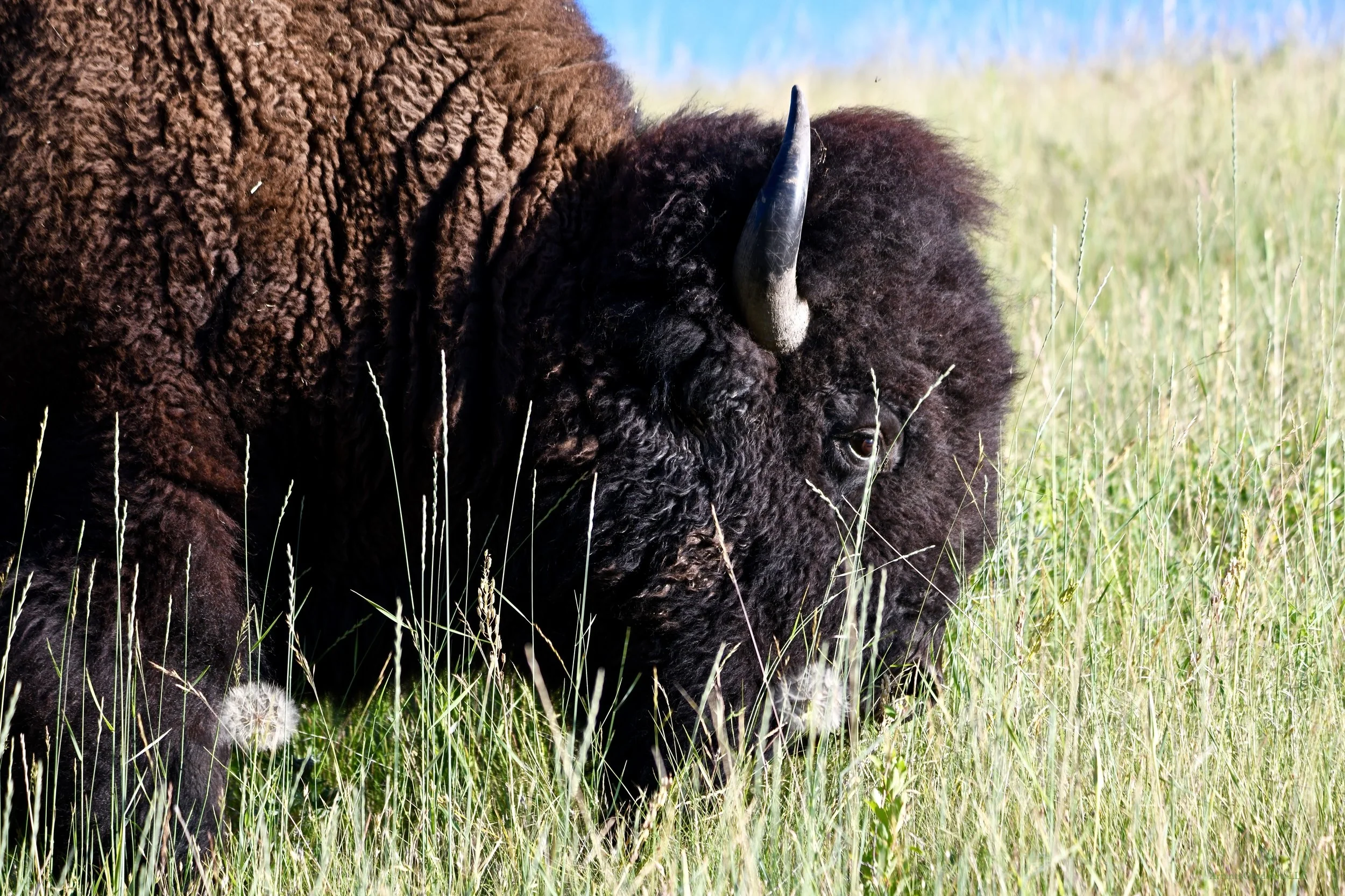 Arrants Outdoors, LLC