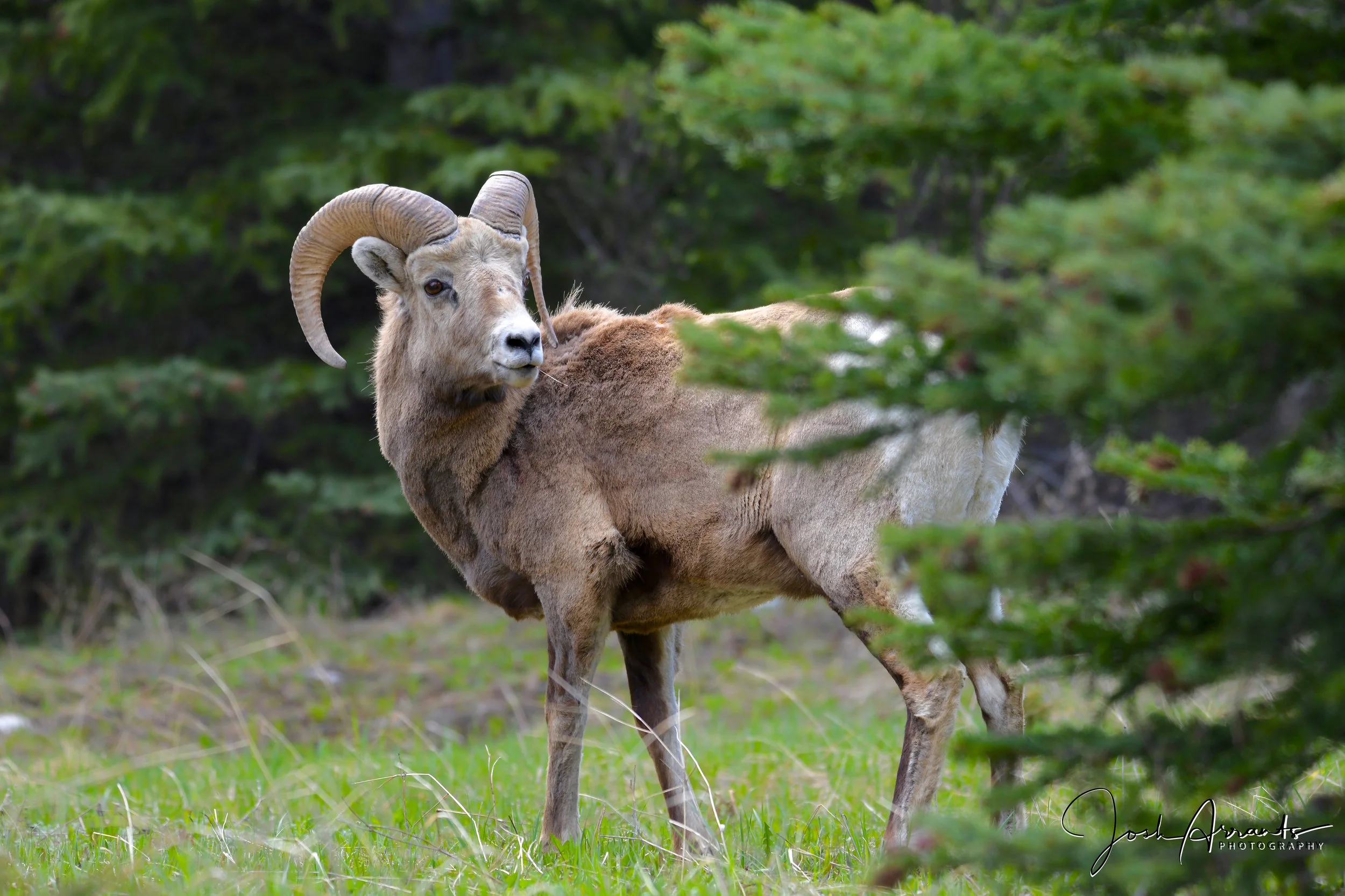 Arrants Outdoors, LLC