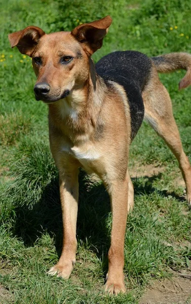 Sochi Dogs available for adoption — Sochi Dogs Rescue