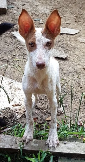 Sochi Dogs available for adoption