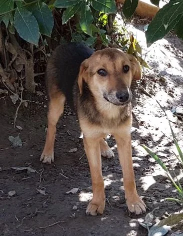 Available Dogs — Sochi Dogs Rescue