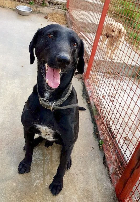 Sochi Dogs available for adoption — Sochi Dogs Rescue