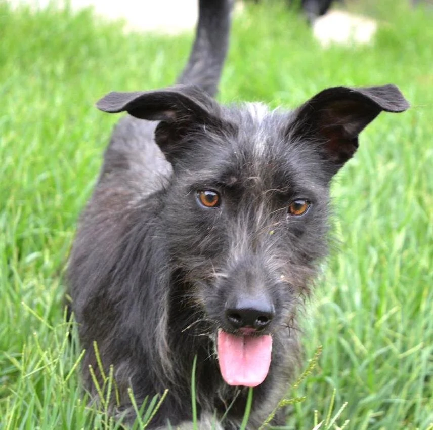 Sochi Dogs available for adoption — Sochi Dogs Rescue