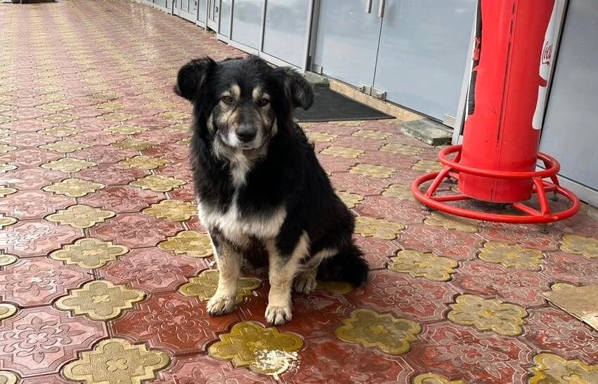 Sochi Dog News — Sochi Dogs Rescue