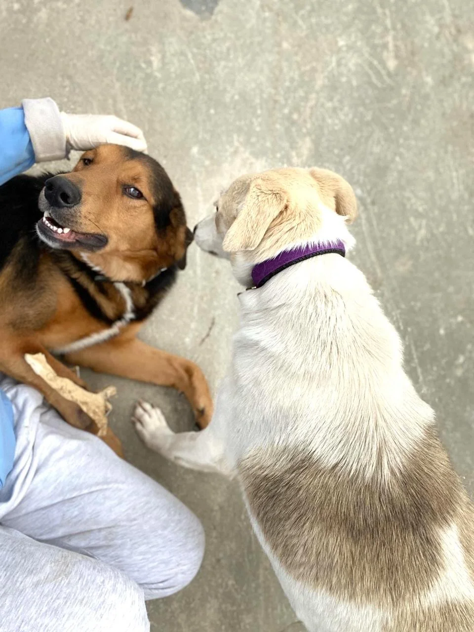 Sochi Dog News — Sochi Dogs Rescue