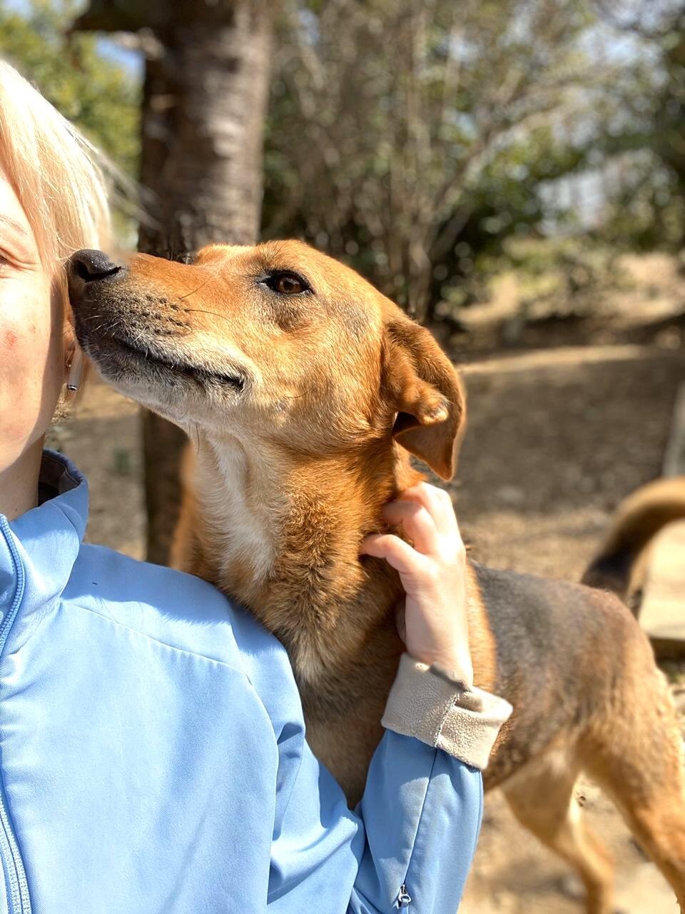 Sochi Dog News — Sochi Dogs Rescue