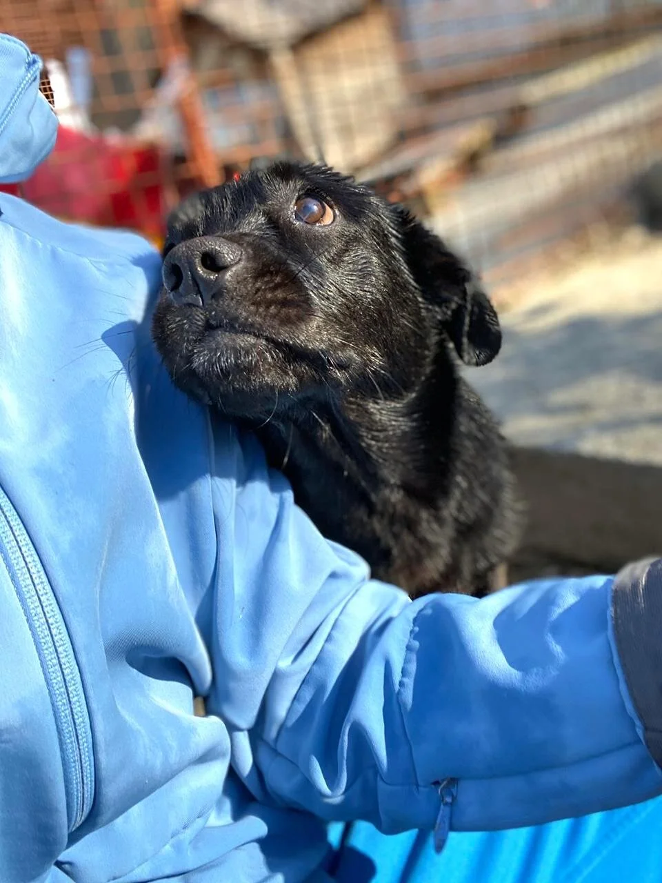 Sochi Dog News — Sochi Dogs Rescue