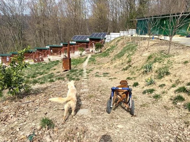 Sochi Dog News — Sochi Dogs Rescue