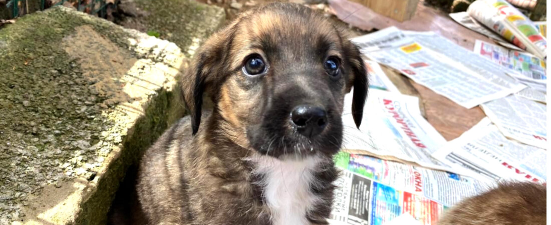 Give a Future to a Homeless Dog