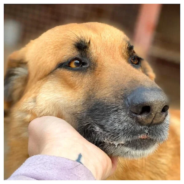 Sochi Dogs available for adoption — Sochi Dogs Rescue