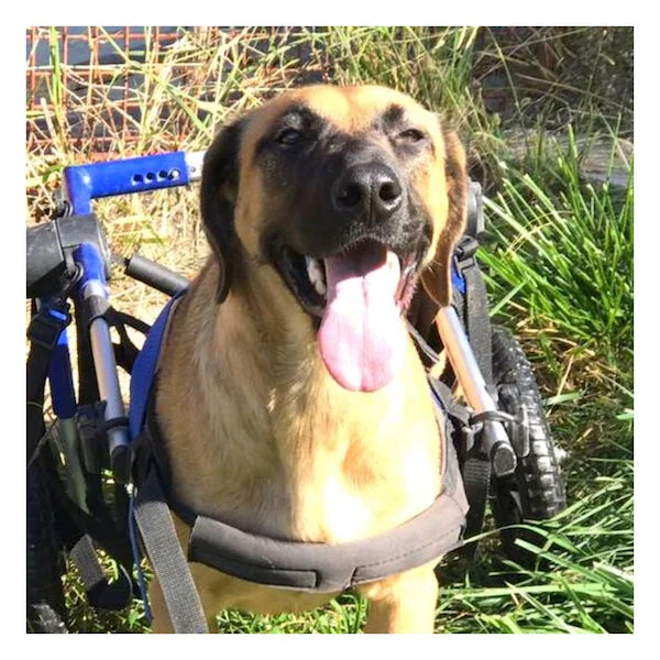 Sochi Dogs available for adoption — Sochi Dogs Rescue