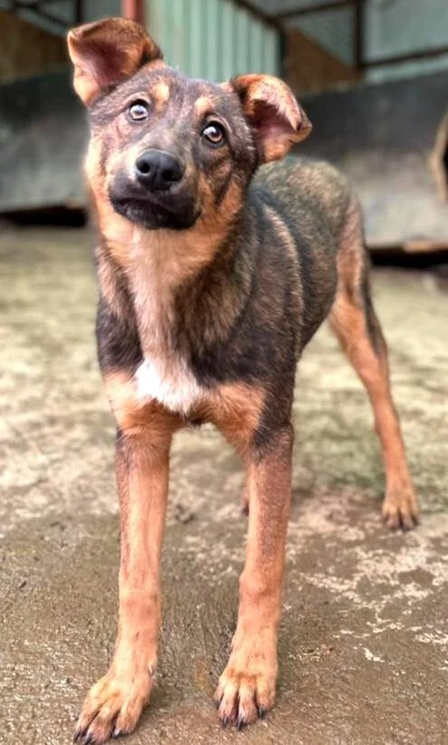 Heinz 57 Dog