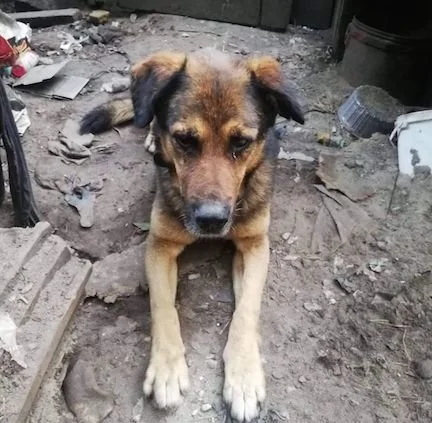 Donate to help cats and dogs in Ukraine impacted by the war. Support ...