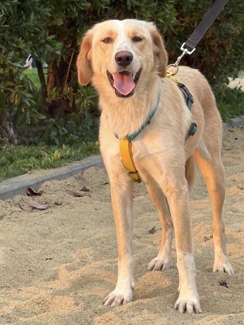 Sochi Dogs available for adoption