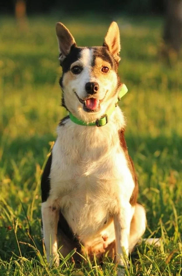 Sochi Dogs available for adoption