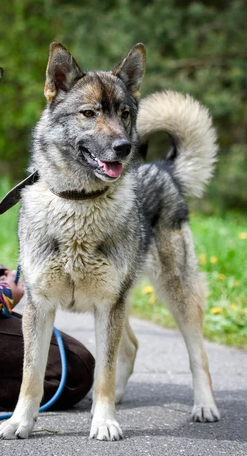 Sochi Dogs available for adoption