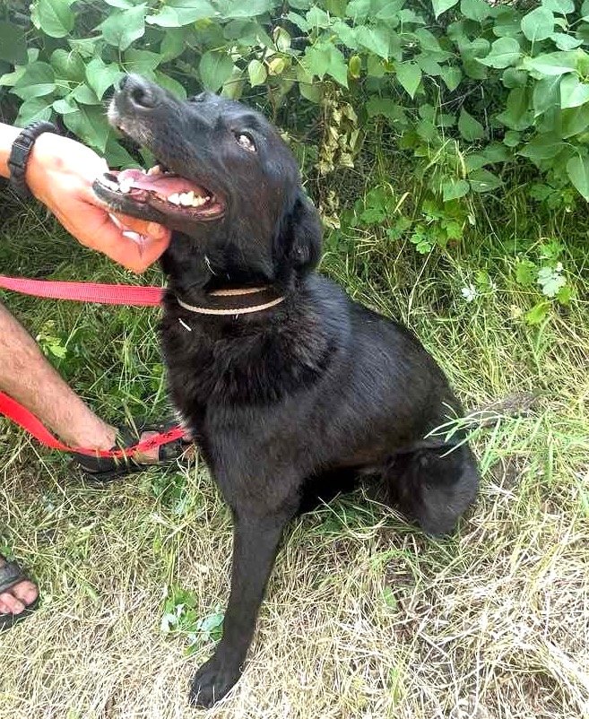 Sochi Dogs available for adoption