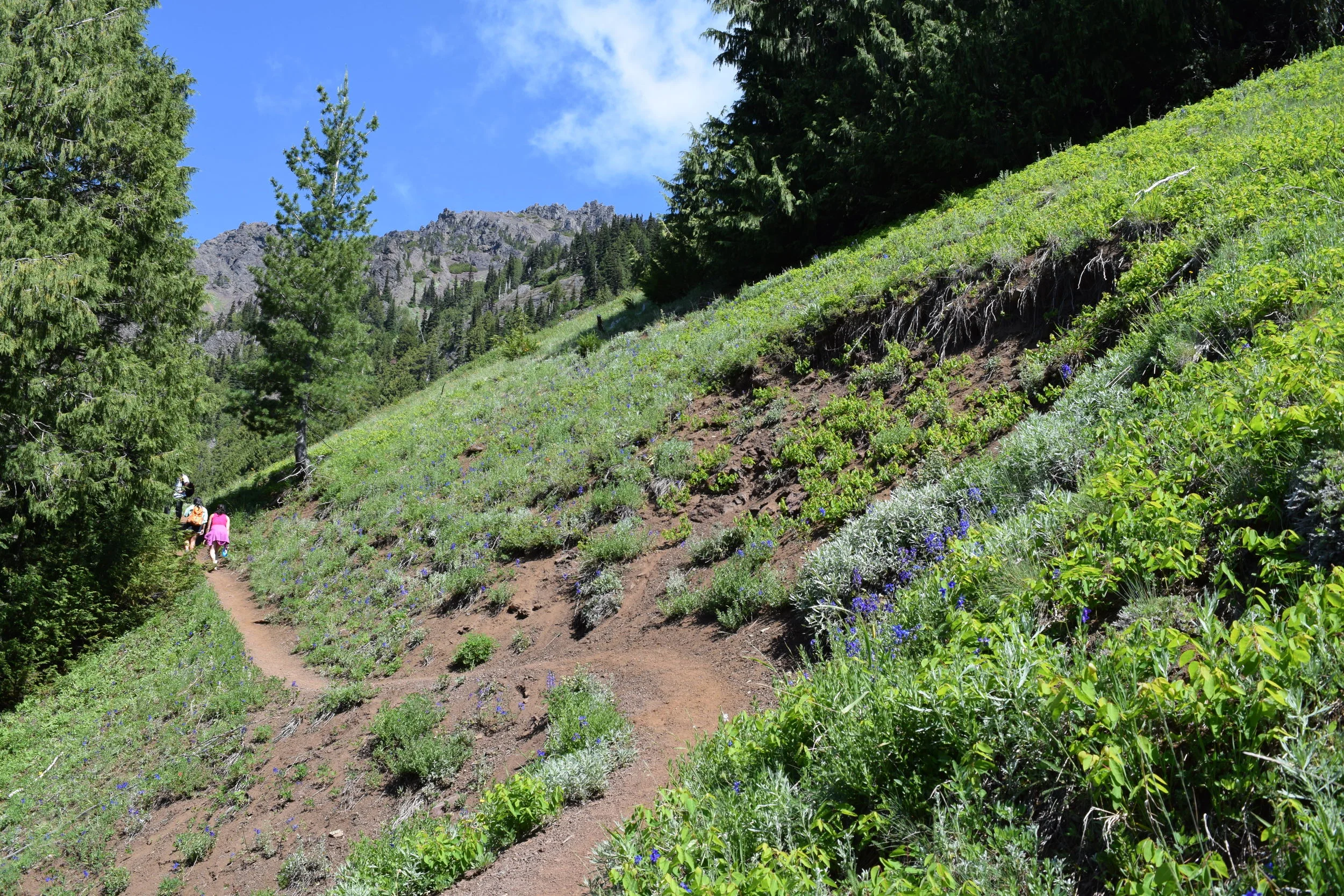 Klahhane Ridge | Olympic Hiking Co.